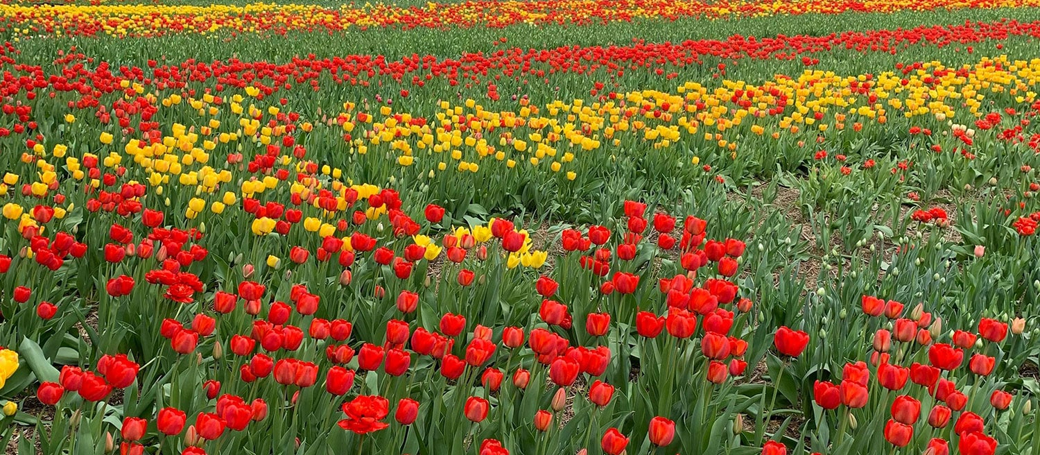 Découvrez les bienfaits des fleurs locales et des conseils d’entretien