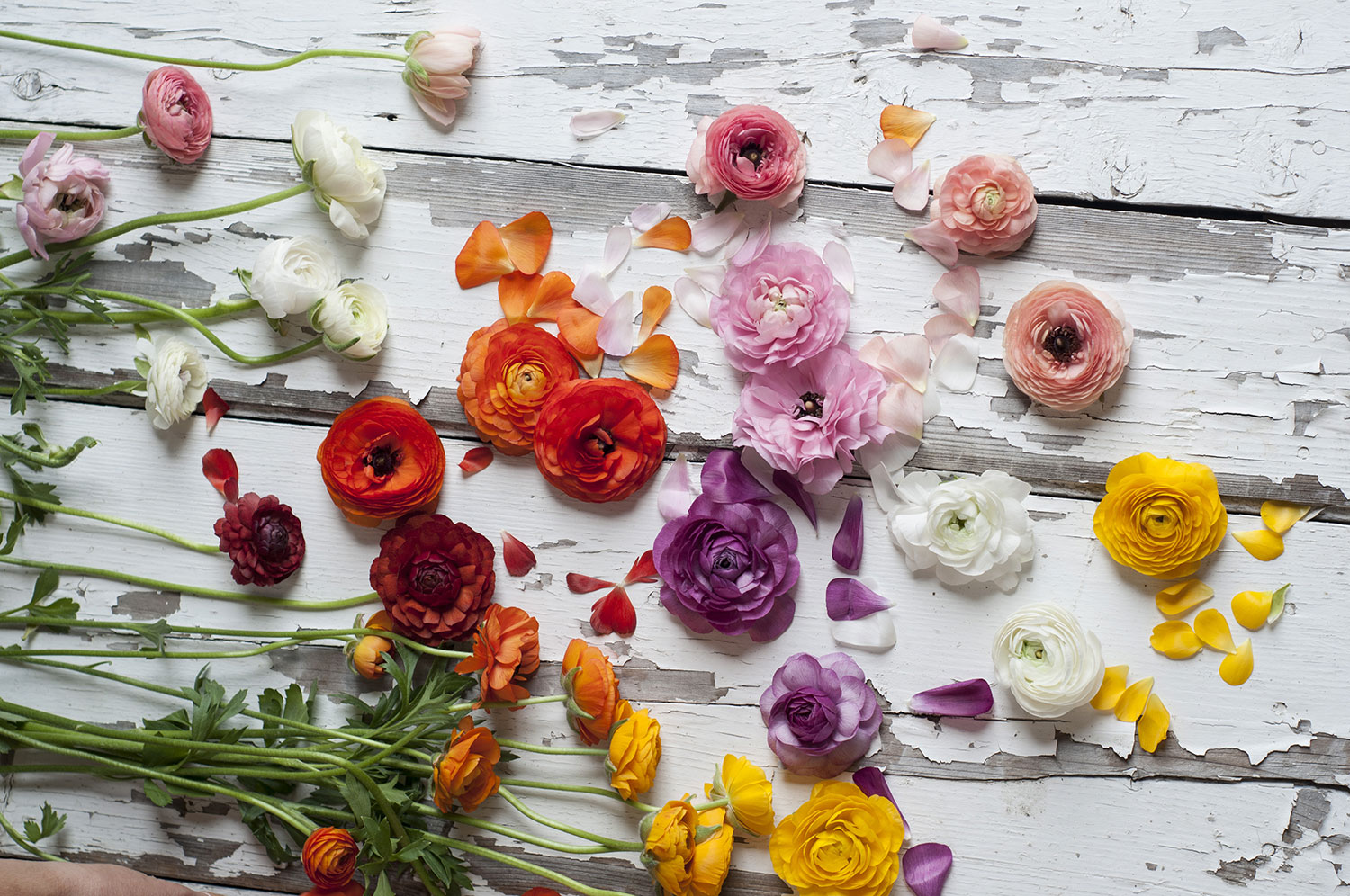 Quelles sont les utilisations possibles des fleurs coupées locales
